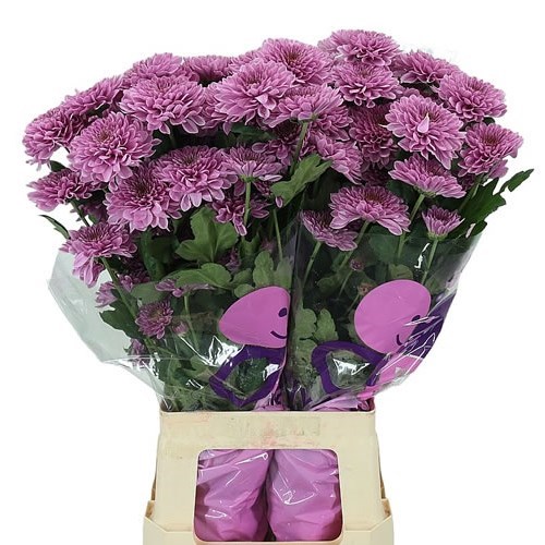 CHRYSANT SPR. FABIENNE 70cm 85gm | Wholesale Dutch Flowers & Florist ...