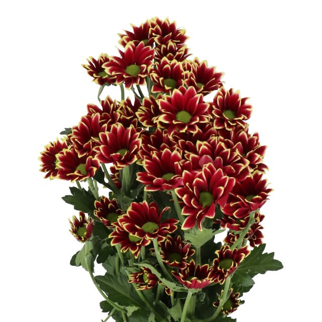 CHRYSANT SPR. HAYDAR YELLOW 70cm 70gm | Wholesale Dutch Flowers ...