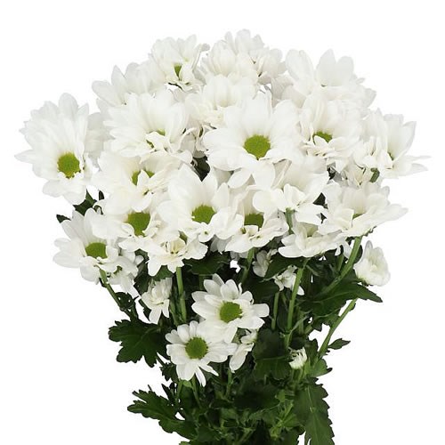 CHRYSANT SPR. KENNEDY 70cm 85gm | Wholesale Dutch Flowers & Florist ...