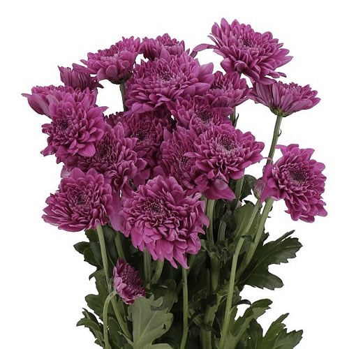 CHRYSANT SPR. LAMIRA 70cm 80gm | Wholesale Dutch Flowers & Florist ...