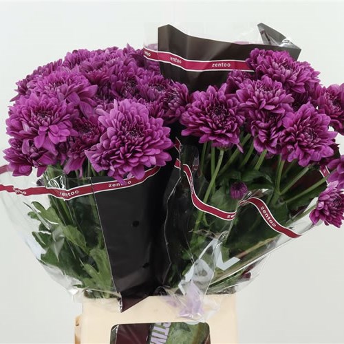 CHRYSANT SPR. LAMIRA 70cm 80gm | Wholesale Dutch Flowers & Florist ...