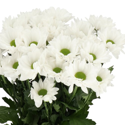 CHRYSANT SPR. MIRANA 70cm | Wholesale Dutch Flowers & Florist Supplies UK