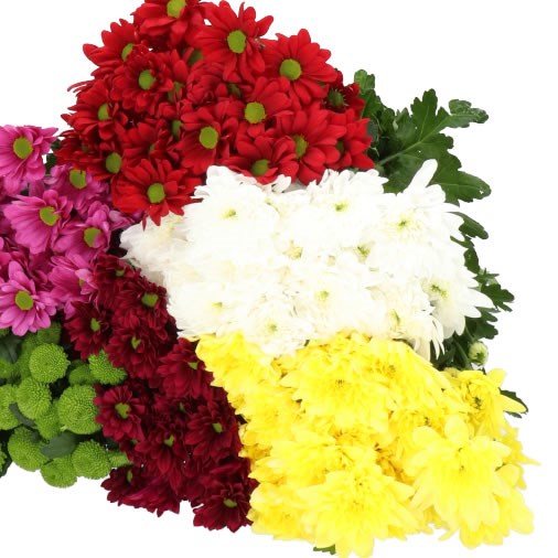 CHRYSANT SPR. MIX 70cm | Wholesale Dutch Flowers & Florist Supplies UK