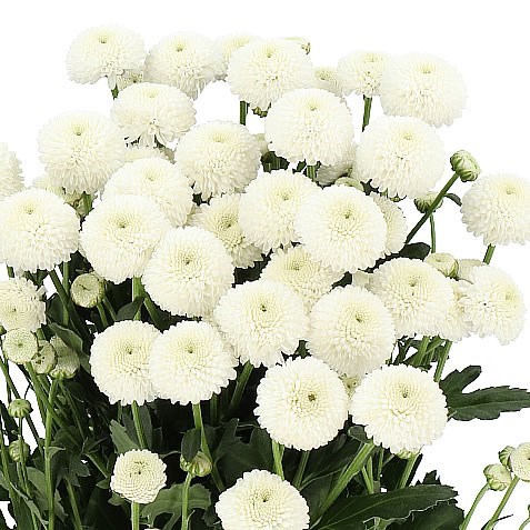 CHRYSANT SPR. NEWTON 70cm 70gm | Wholesale Dutch Flowers & Florist ...