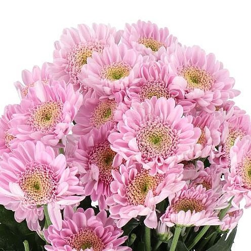 CHRYSANT SPR. OPTIMIST 70cm 90gm | Wholesale Dutch Flowers & Florist ...