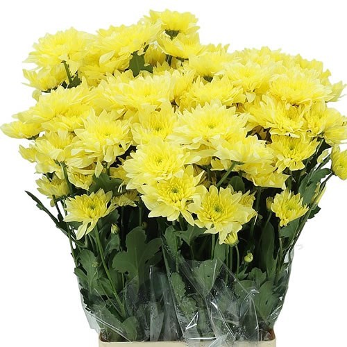 CHRYSANT SPR. PASTELA CREAM 70cm 70gm | Wholesale Dutch Flowers ...
