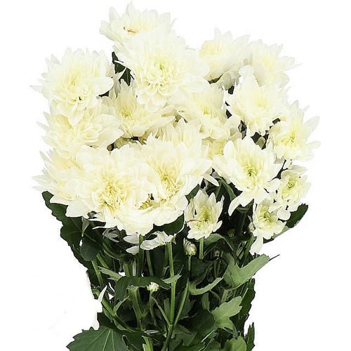 CHRYSANT SPR. PASTELA WHITE 70cm 80gm | Wholesale Dutch Flowers ...