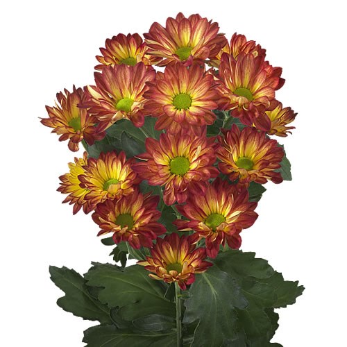 CHRYSANT SPR. PAVAROTTI 70cm 75gm | Wholesale Dutch Flowers & Florist ...
