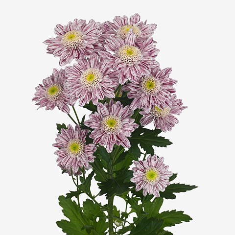 CHRYSANT SPR. SERENITY 70cm 70gm | Wholesale Dutch Flowers & Florist ...