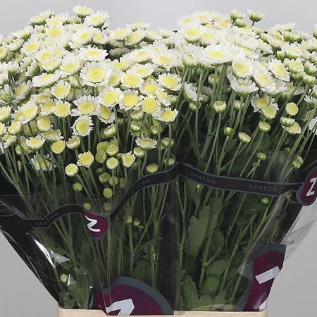 CHRYSANT SPR. STALLION 70cm 65gm | Wholesale Dutch Flowers & Florist ...