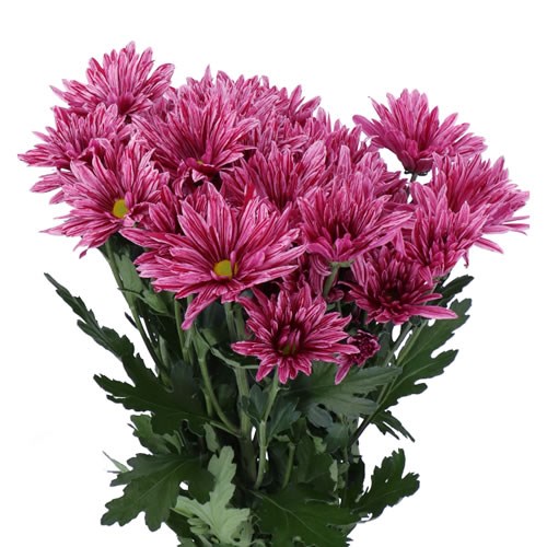 CHRYSANT SPR. STELLINI 70cm 80gm | Wholesale Dutch Flowers & Florist ...
