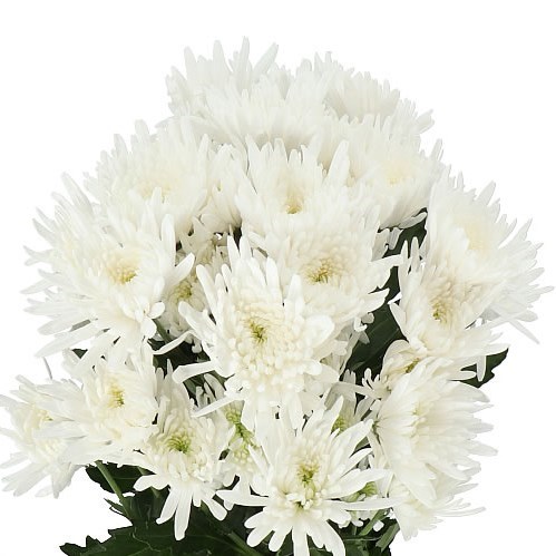 CHRYSANT SPR. TOPSPIN 70cm 85gm | Wholesale Dutch Flowers & Florist ...