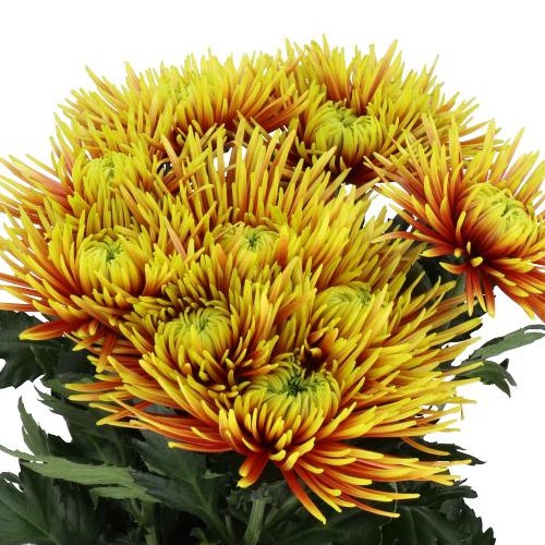 CHRYSANTH SGL. SAFFINA 70cm 70gm | Wholesale Dutch Flowers & Florist ...