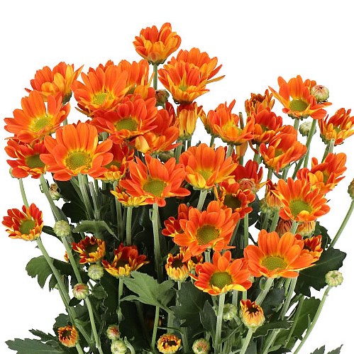 CHRYSANTH SPRAY SPACE AGE 70cm 75gm | Wholesale Dutch Flowers UK