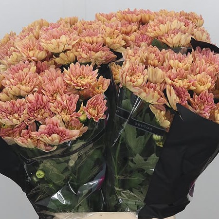 CHRYSANTHEMUM BALTICA SALMON 70cm 75gm | Wholesale Dutch Flowers ...