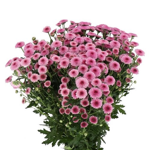 CHRYSANTHEMUM SANTINI CALIMERO PINK 55cm | Wholesale Dutch Flowers ...
