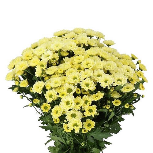 CHRYSANTHEMUM SANTINI ROSSI CREAM 55cm | Wholesale Dutch Flowers ...
