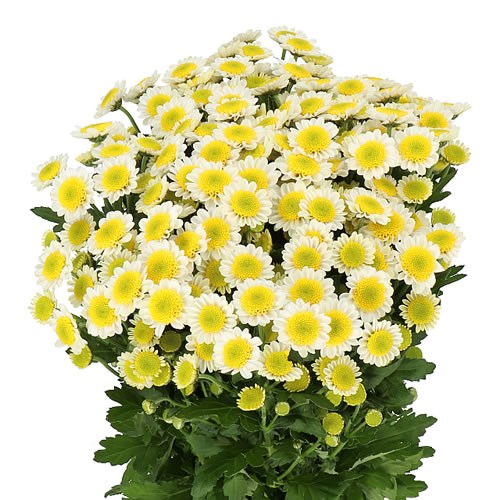 CHRYSANTHEMUM SANTINI SUN UP 55cm | Wholesale Dutch Flowers & Florist ...