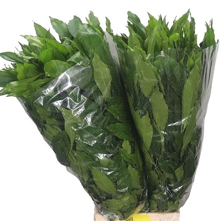 COCCULUS LAURIFOLIUS 80cm | Wholesale Dutch Flowers & Florist Supplies UK