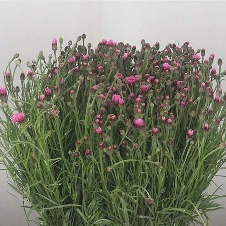 CORN FLOWERS PINK 55cm | Wholesale Dutch Flowers & Florist Supplies UK