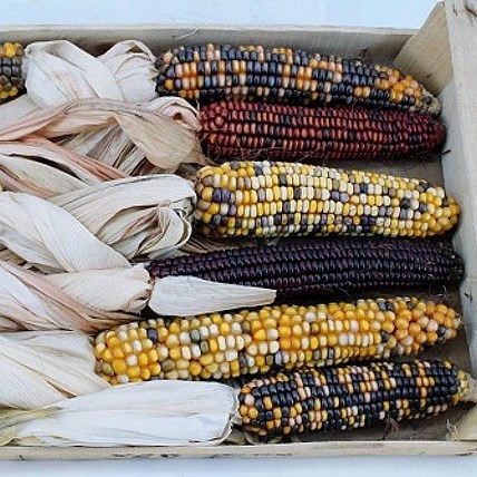 CORN HARLEKIJN MIX (DRIED) | Wholesale Dried Flowers UK | Preserved Flowers