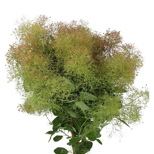 COTINUS GREEN FOUNTAIN 100cm | Wholesale Dutch Flowers & Florist ...
