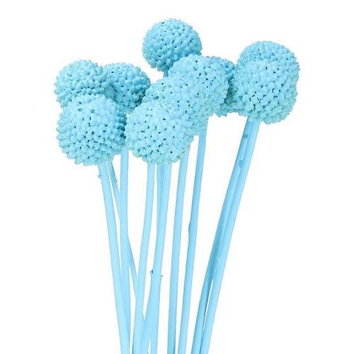 CRASPEDIA DYED LIGHT BLUE 60cm | Wholesale Dutch Flowers & Florist ...