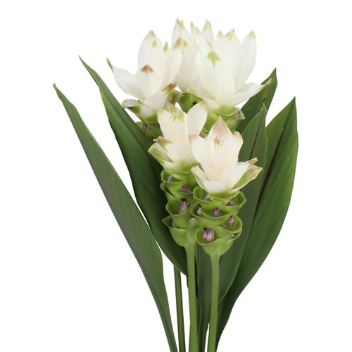 CURCUMA SIAM SHINE 60cm | Wholesale Dutch Flowers & Florist Supplies UK