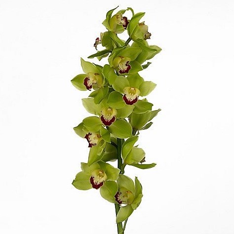 CYMBIDIUM GREEN CHOICE 60cm 8+ | Wholesale Dutch Flowers & Florist ...