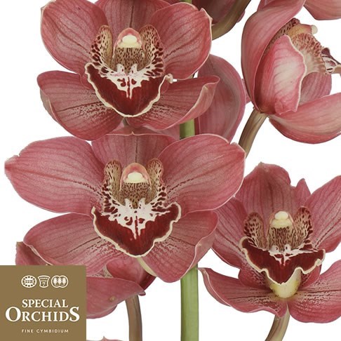 CYMBIDIUM ORCHID APRIL RED (GROWER PACK) 80cm x 8 | Wholesale Flowers UK