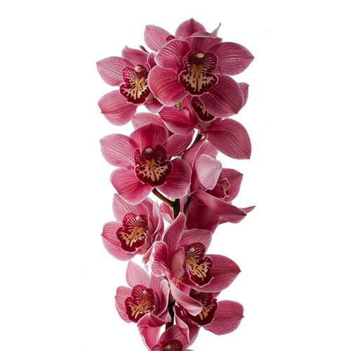 CYMBIDIUM ORCHID BIG BERRY 50cm | Wholesale Dutch Flowers & Florist ...