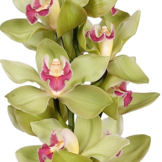 CYMBIDIUM ORCHID BREMO 80cm | Wholesale Dutch Flowers & Florist Supplies UK