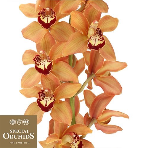 CYMBIDIUM ORCHID CHARLY BROWN (GROWER PACK) 60cm x 8 | Wholesale Flowers