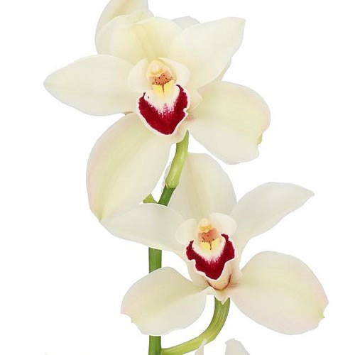 CYMBIDIUM ORCHID CINDERELLA 60cm | Wholesale Dutch Flowers & Florist ...