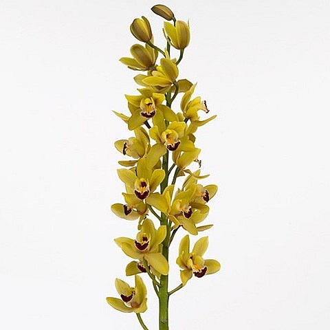 CYMBIDIUM ORCHID DEL REY 50cm | Wholesale Dutch Flowers & Florist ...