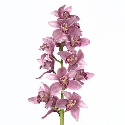 CYMBIDIUM ORCHID ELLIOT ROGERS 80cm | Wholesale Dutch Flowers & Florist ...