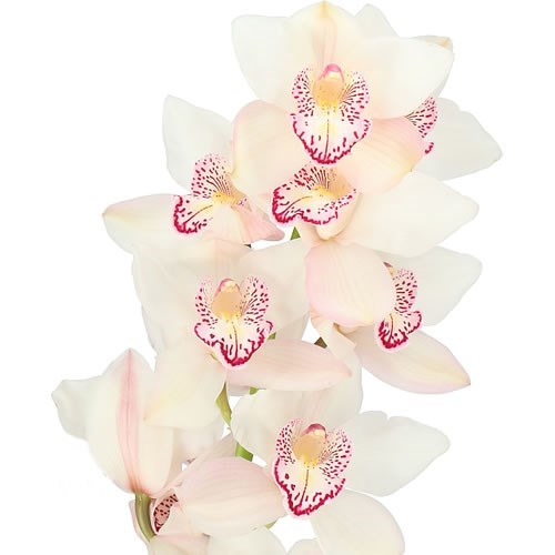 CYMBIDIUM ORCHID HMS LISETTE 80cm | Wholesale Dutch Flowers & Florist Supplies UK