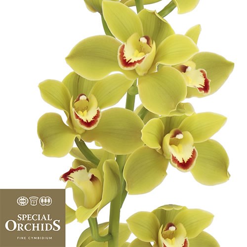 CYMBIDIUM ORCHID JUNGLE TRAIL (GROWER PACK) 70cm x 6 | Wholesale Orchids