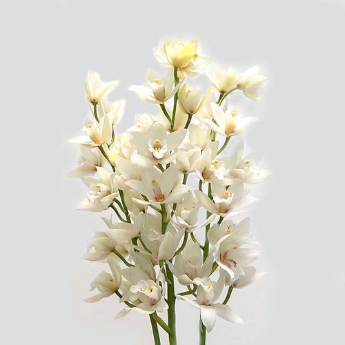CYMBIDIUM ORCHID MARGOT 60cm | Wholesale Dutch Flowers & Florist ...