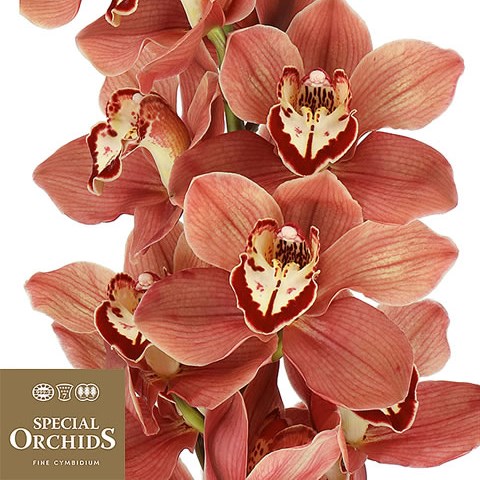 CYMBIDIUM ORCHID MASALA (GROWER PACK) 80cm x 4 | Wholesale Dutch Flowers