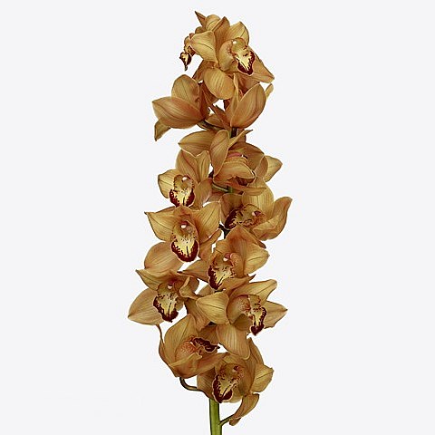 Brown Cymbidium Orchid Bouquets