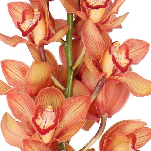 CYMBIDIUM ORCHID ORANGE HOLLAND 80cm | Wholesale Dutch Flowers ...