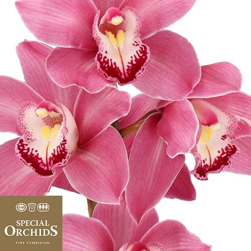 CYMBIDIUM ORCHID PRINCESS (GROWER PACK) 50cm | Wholesale Dutch Flowers ...