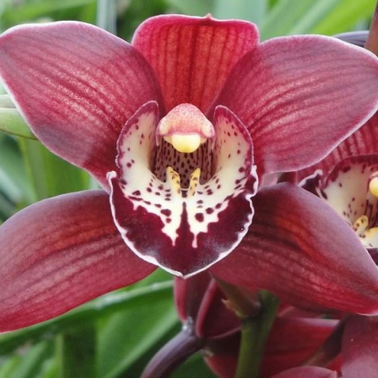 CYMBIDIUM ORCHID RED BEAUTY 40cm | Wholesale Dutch Flowers & Florist ...