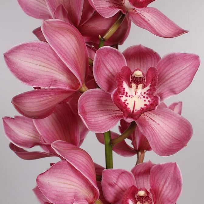 CYMBIDIUM ORCHID RED DREAM 80cm | Wholesale Dutch Flowers & Florist ...