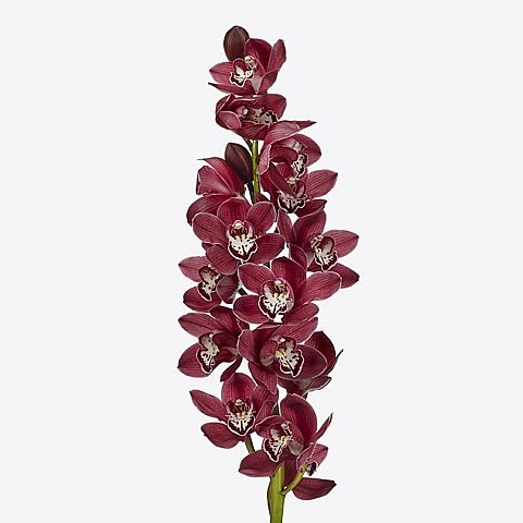 CYMBIDIUM ORCHID RED KERBY MERLOT 80cm | Wholesale Dutch Flowers ...