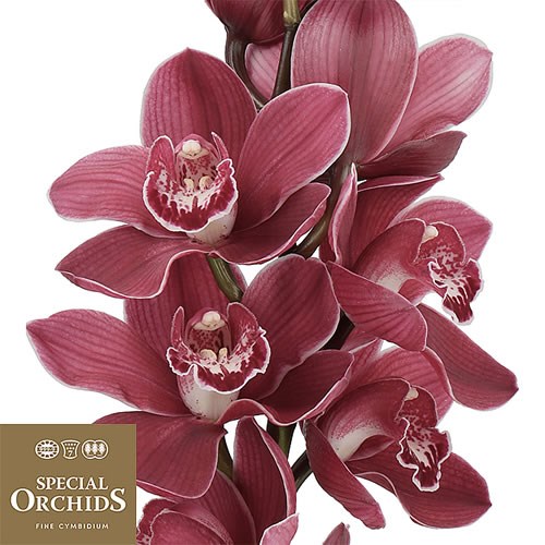 CYMBIDIUM ORCHID RED KERBY MERLOT (GROWER PACK) 70cm | Dutch Flowers