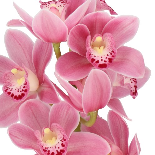 CYMBIDIUM ORCHID SOLO 50cm | Wholesale Dutch Flowers & Florist Supplies UK