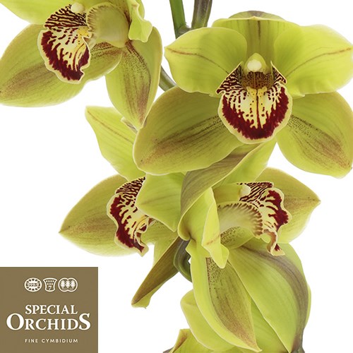 CYMBIDIUM ORCHID SPARKLE POLYCHROME (GROWER PACK) 60cm x 10 | Orchids