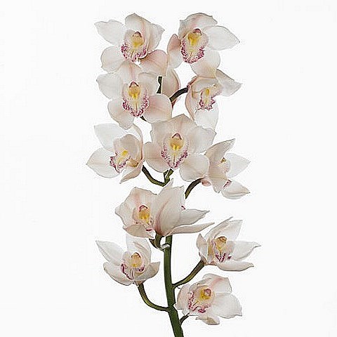 CYMBIDIUM ORCHID STEFFI 60cm | Wholesale Dutch Flowers & Florist ...